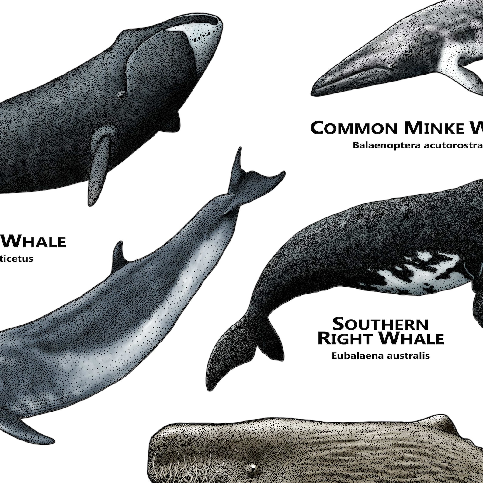 Whales of the World Poster/field Guide | Etsy