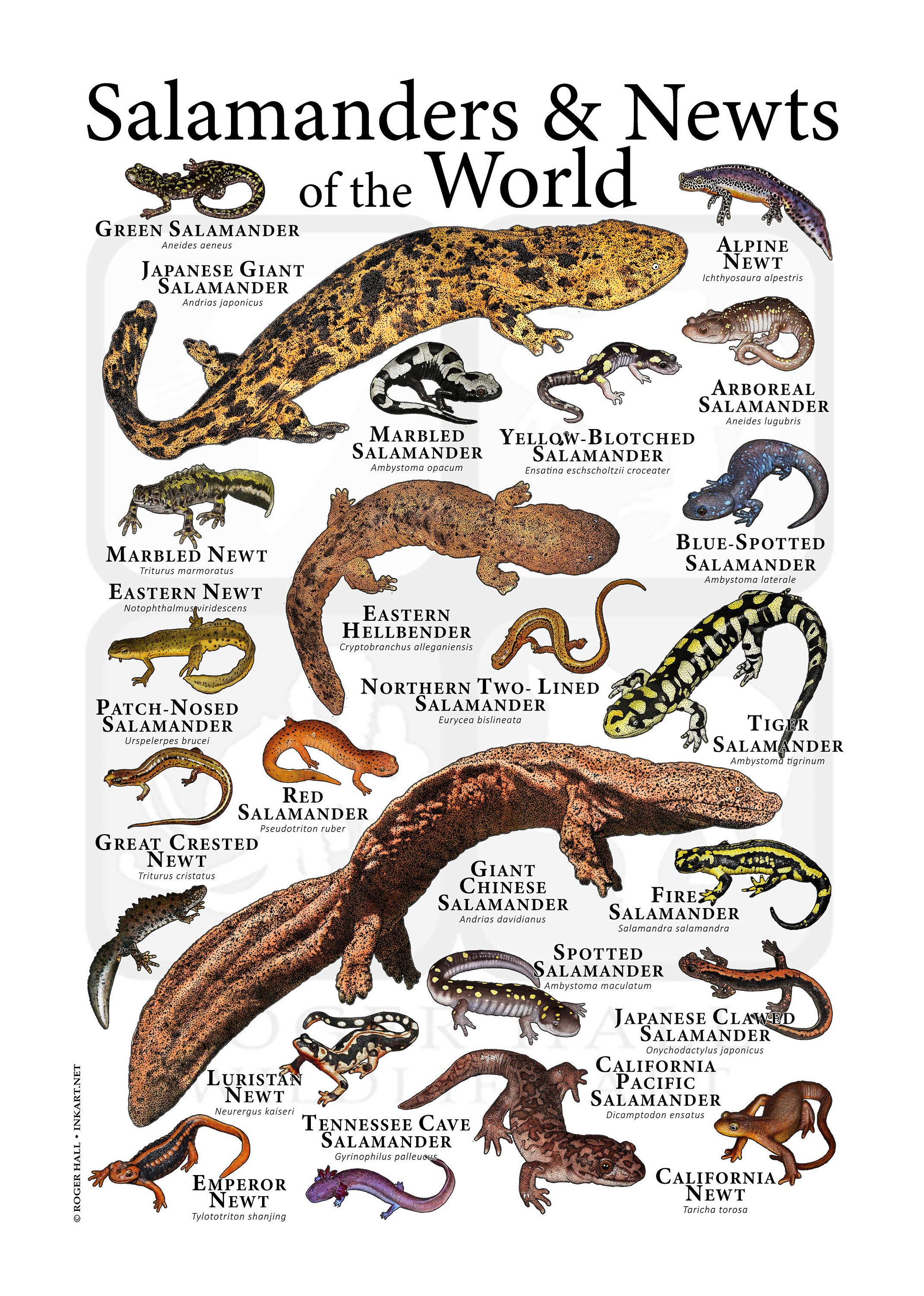 Salamanders and Newts of the World Poster Print - Etsy Canada