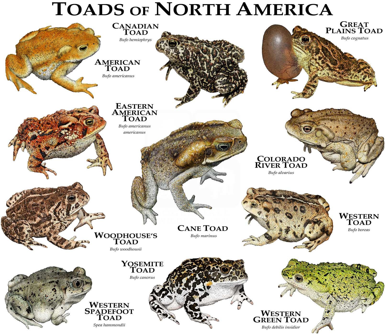Toads of North America Poster Print - Etsy