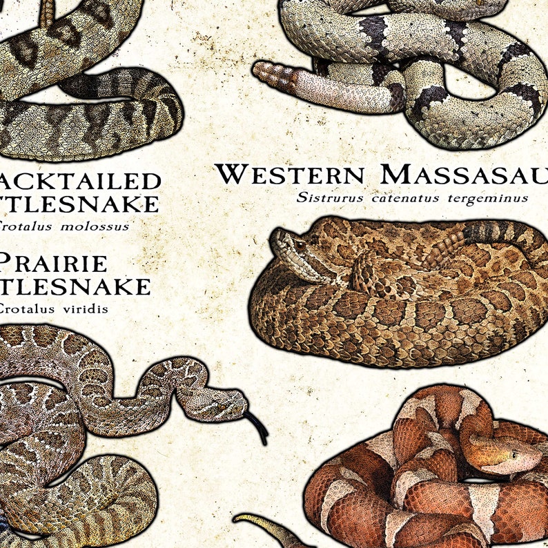Venomous Snakes of Texas / Field Guide - Etsy