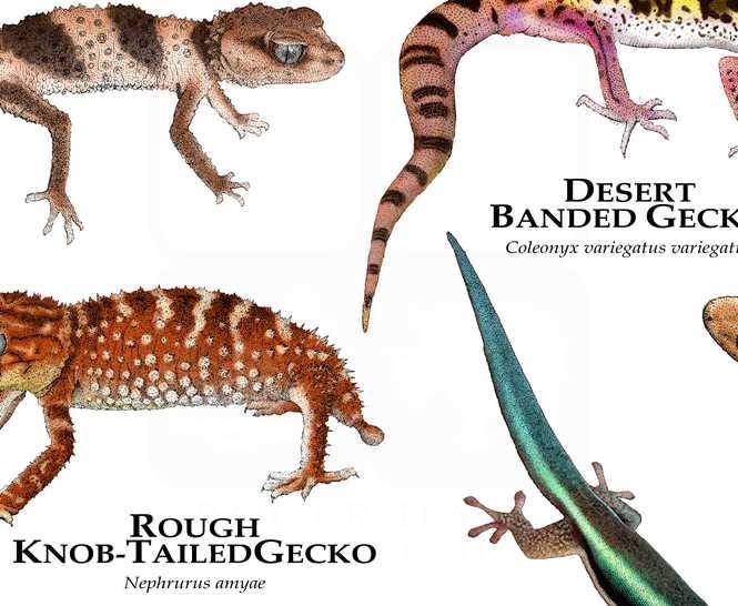 Geckos of the World Poster Print | Etsy Canada