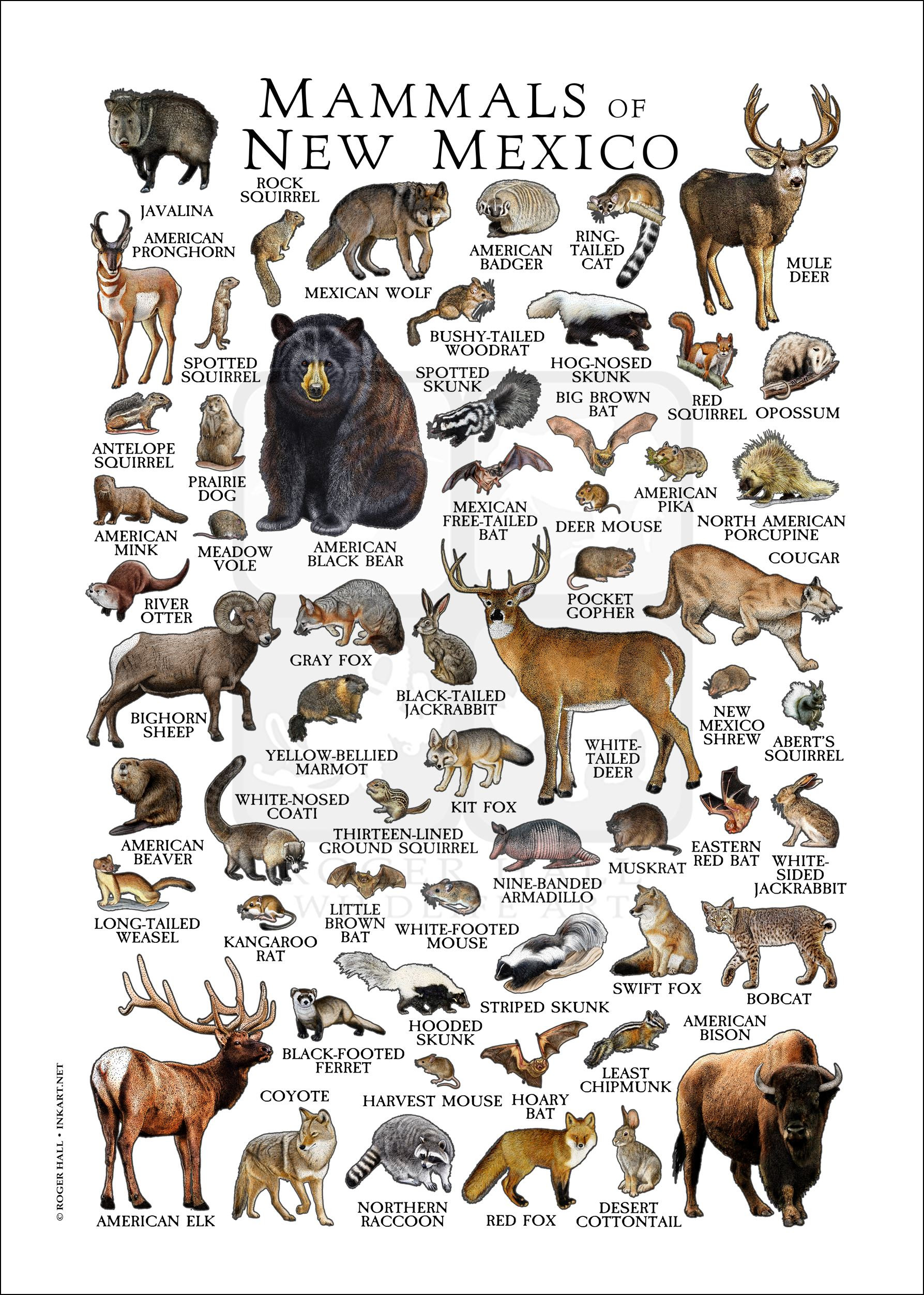 Names Of Mammals New Zealand Native Animals: Conservation