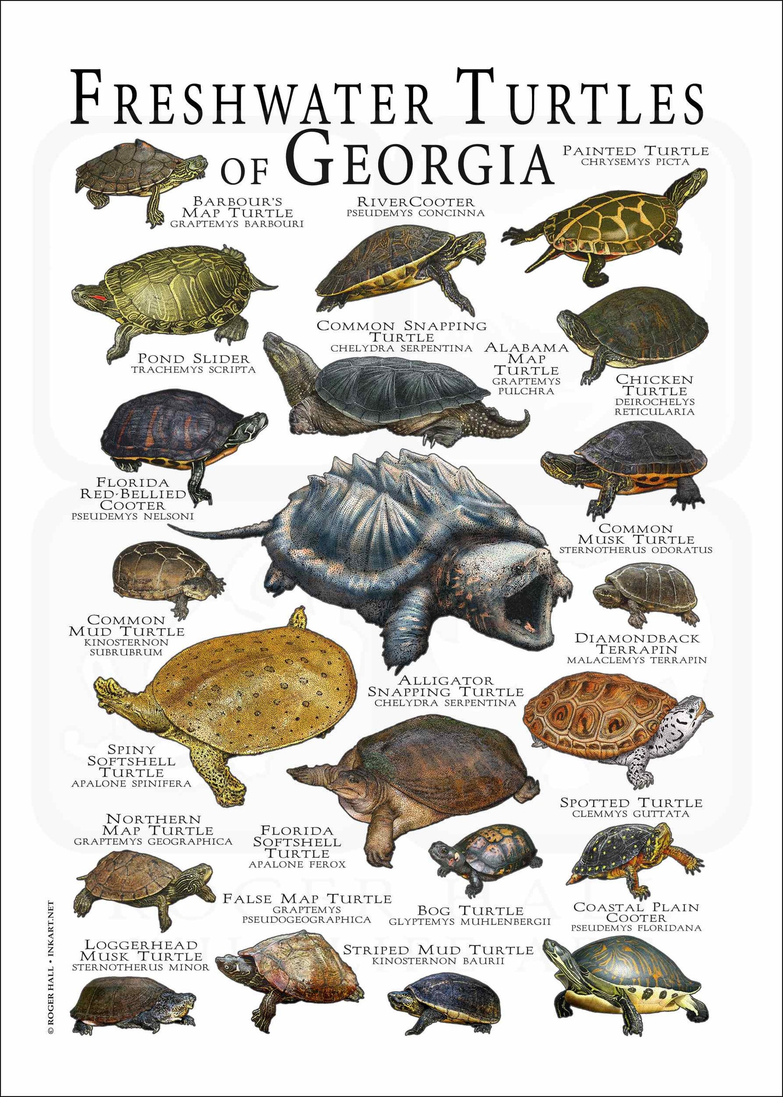 Freshwater Turtles of Georgia Poster Print /field Guide - SIGNED BY ...