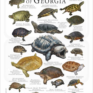 Freshwater Turtles of Georgia Poster Print Field Guide - Etsy