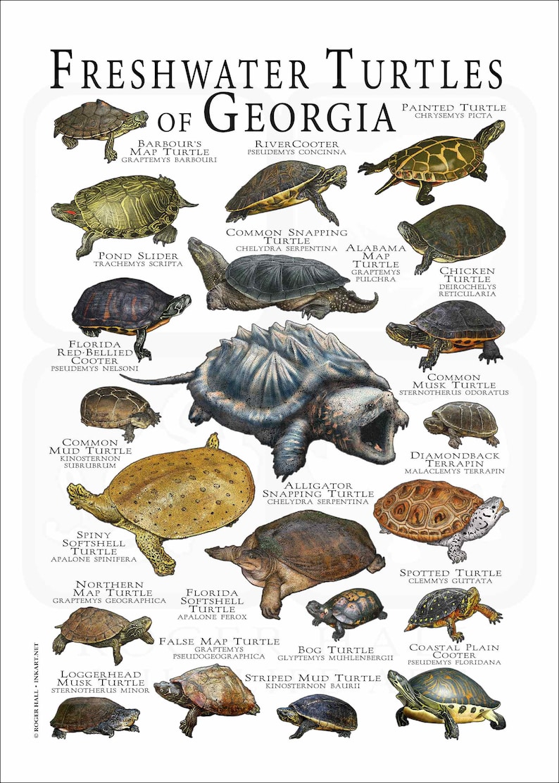 Freshwater Turtles of Georgia Poster Print /field Guide - SIGNED BY ...