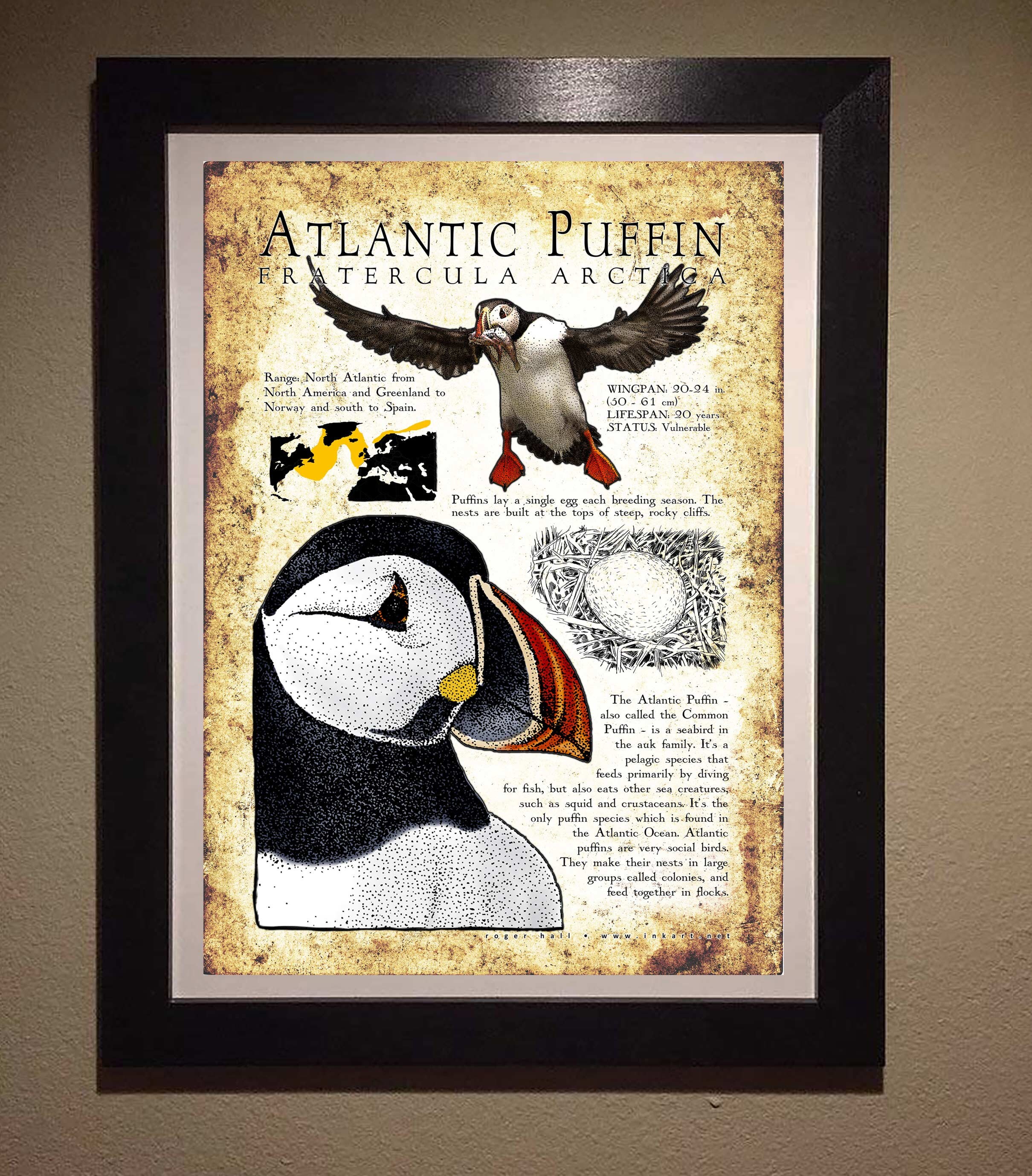 Atlantic or Common Puffin Poster Print | Etsy