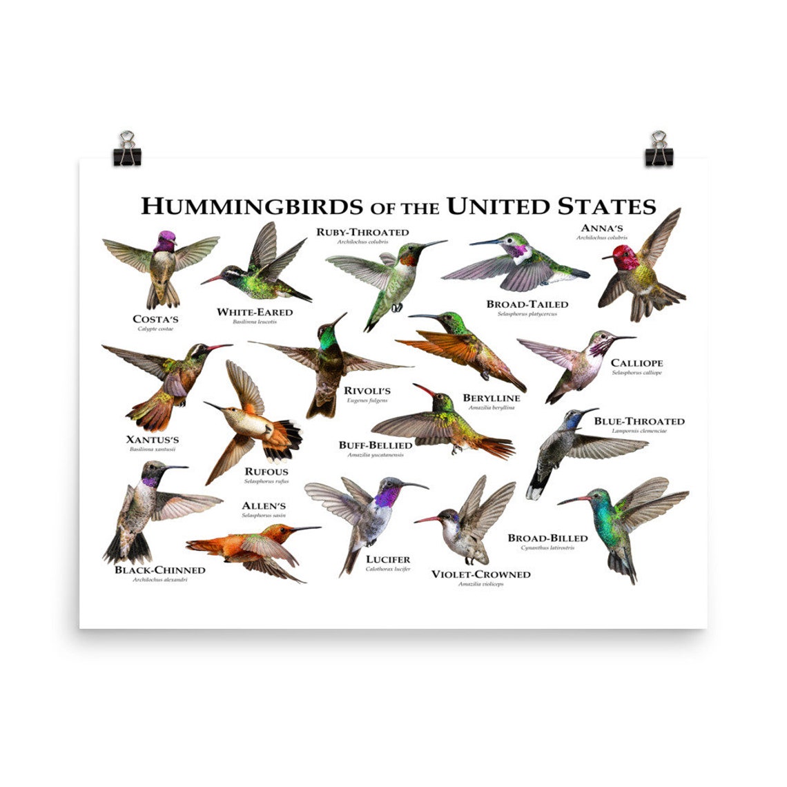 Hummingbirds of the United States Art Poster Print / Field - Etsy