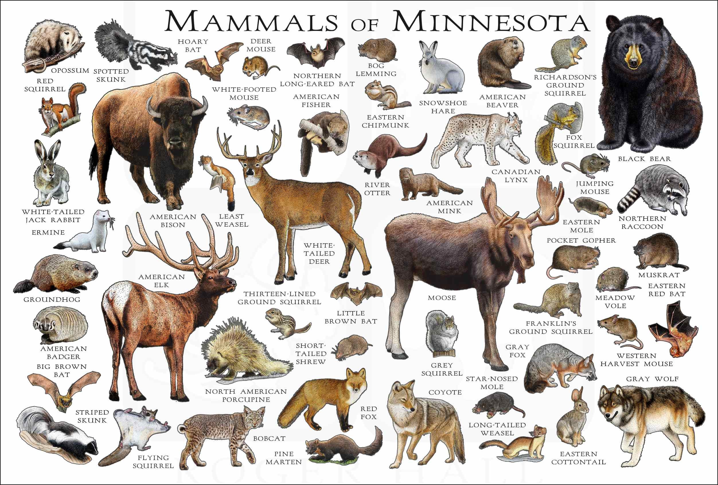Mammals of Minnesota Poster Print / Minnesota Mammals Field - Etsy UK