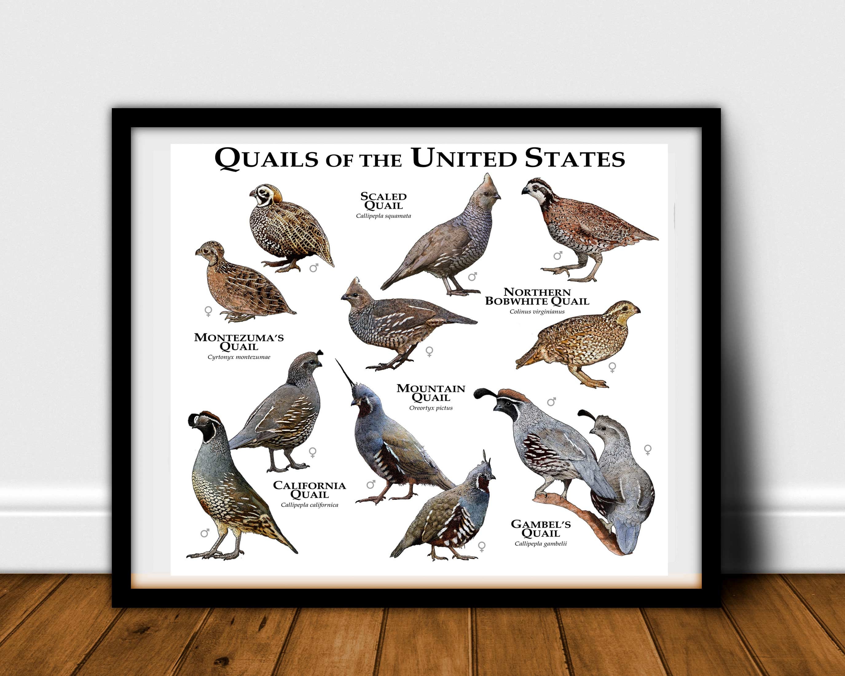 Quail of the United States Poster Print/field Guide - Etsy