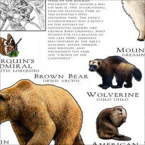 Wildlife of Glacier National Park/field Guide - SIGNED BY ARTIST! - Etsy