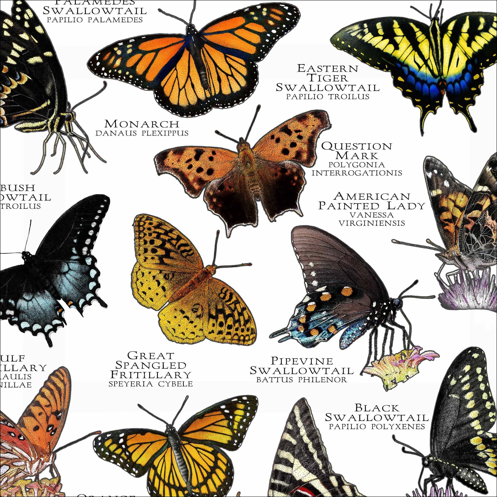 Butterflies of North Carolina Poster Print/field Guide - SIGNED BY ...