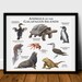 Animals of the Galapagos Islands Poster Print - SIGNED BY ARTIST! - Etsy