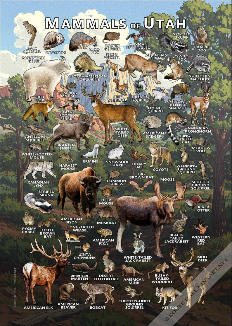 Utah Mammals Poster Print: Signed Wildlife Art Field Guide - Etsy