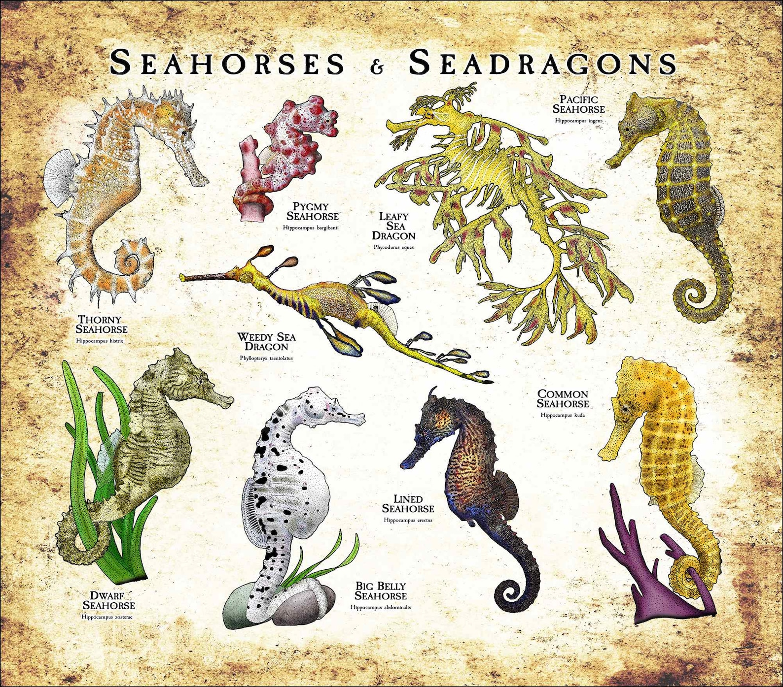 Seahorses of the World Poster Print | Etsy