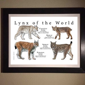 Lynx of the World Poster Print / Field Guide - SIGNED BY ARTIST! - Etsy