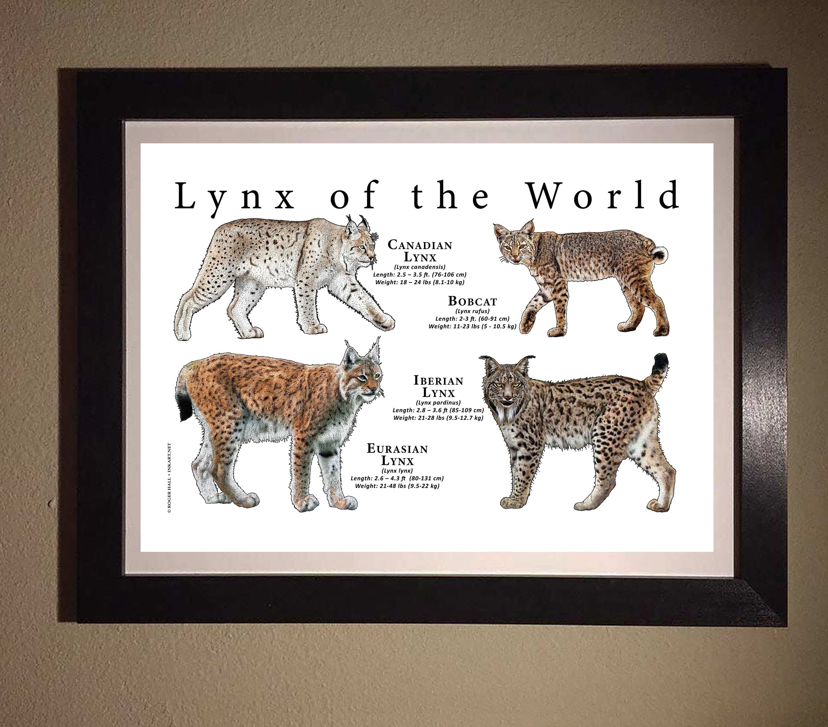 Lynx of the World Poster Print / Field Guide - Etsy