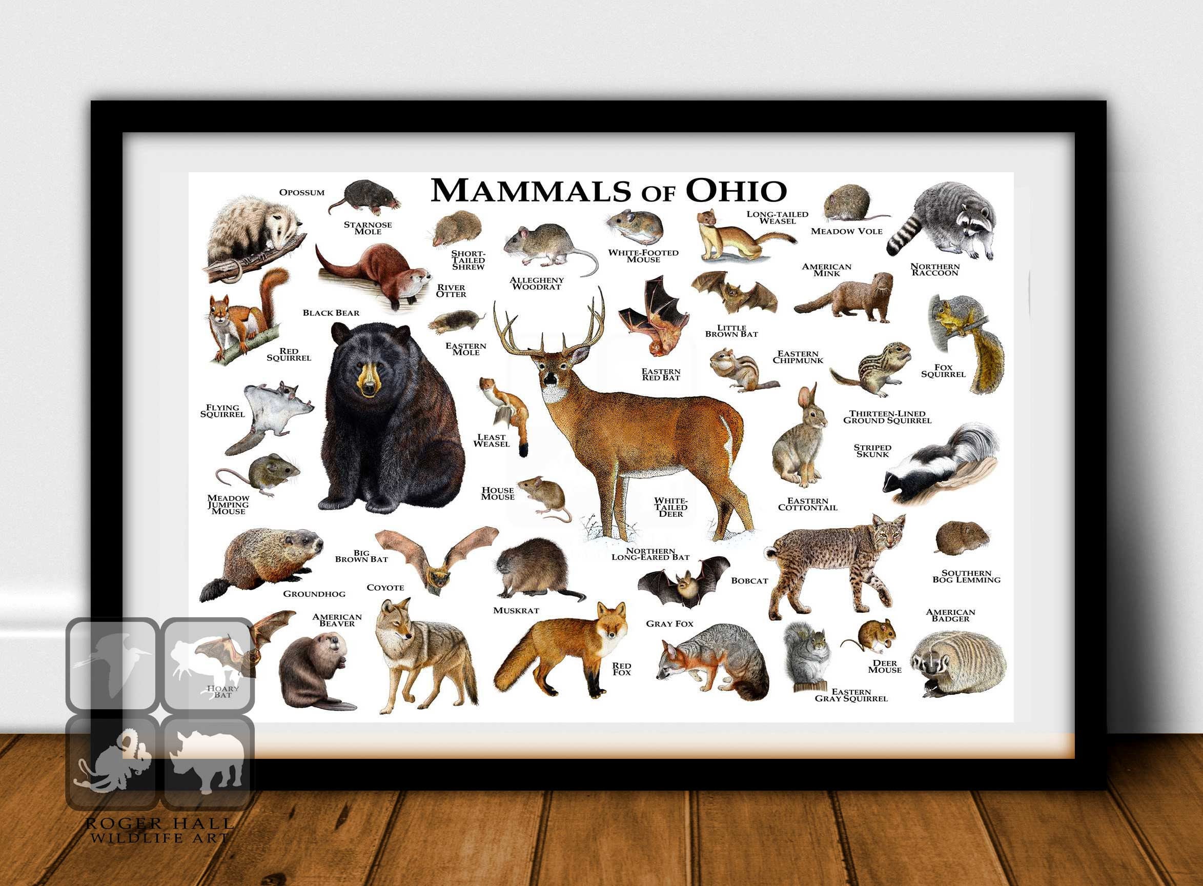 Mammals of Ohio Poster Print / Ohio Mammals Field Guide / | Etsy