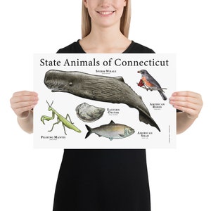 Connecticut State Animals Poster Print - Etsy