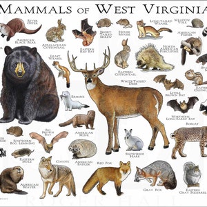 Mammals of West Virginia Poster Print / West Virginia Mammals Field ...