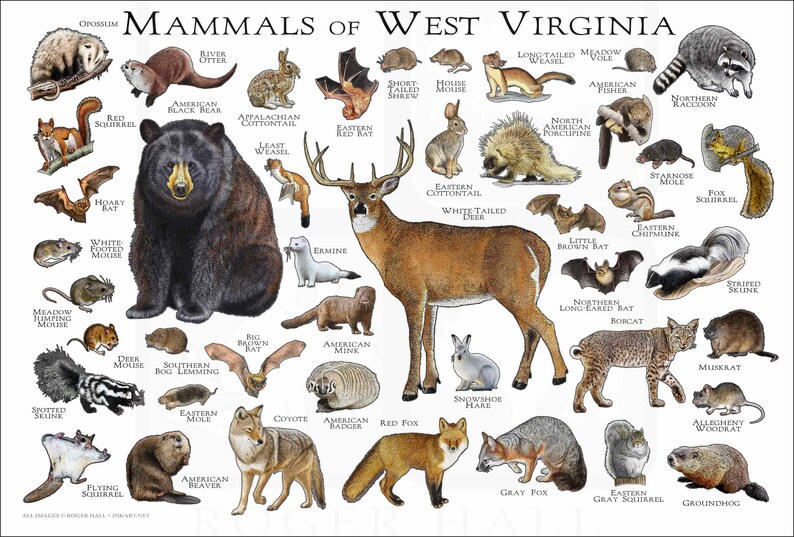 Mammals of West Virginia Poster Print / West Virginia Mammals - Etsy