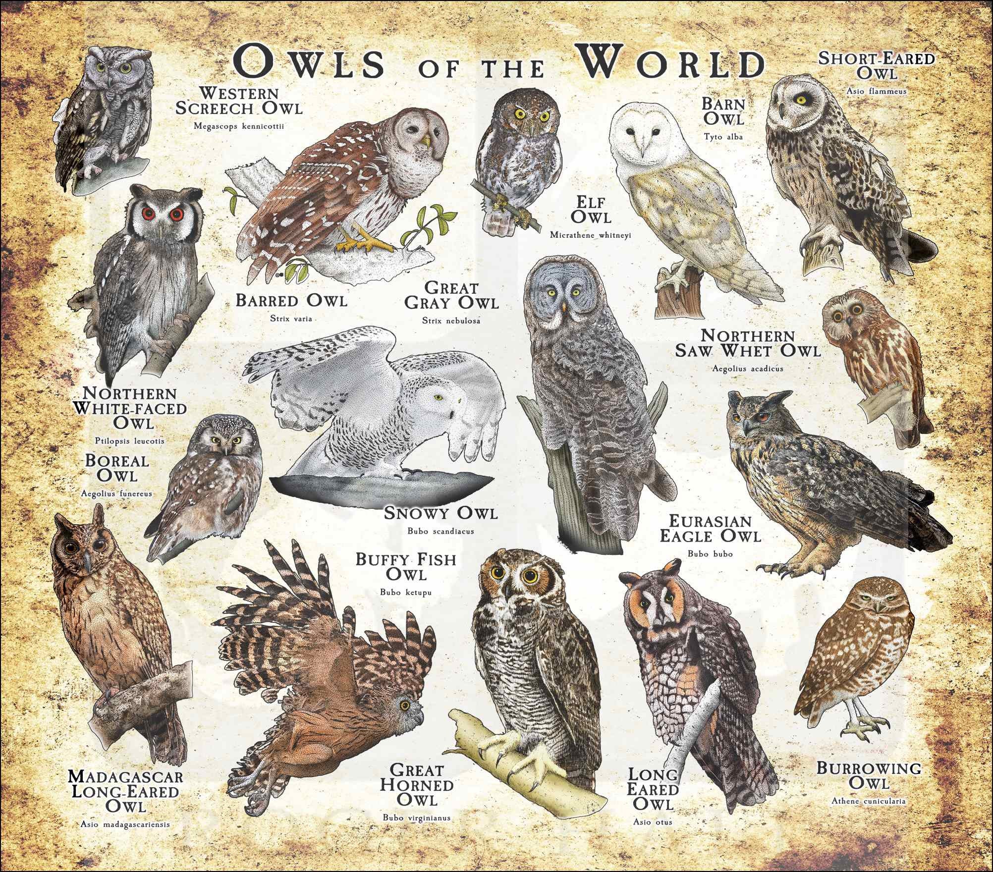 Owls of the World Poster Print - Etsy