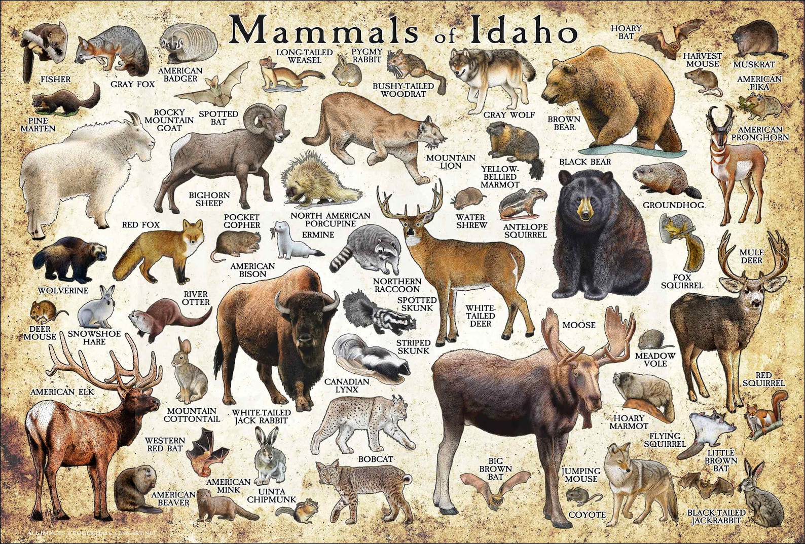 Mammals of Idaho Poster Print / Idaho Mammals Field Guide / | Etsy