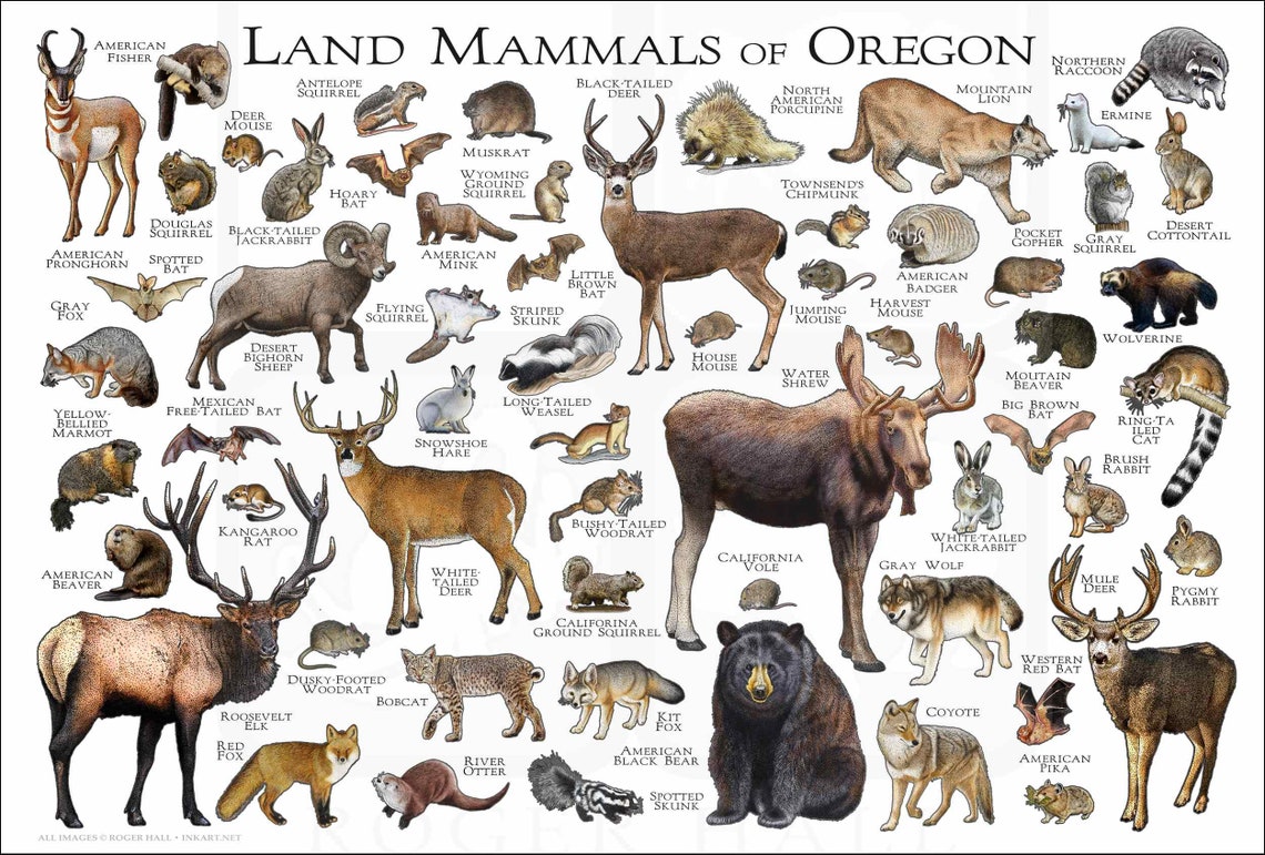 Mammals of Oregon Poster Print / Oregon Mammals Field Guide / - Etsy