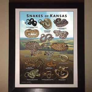 Snakes of Kansas Poster Print/field Guide - SIGNED BY ARTIST! - Etsy