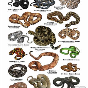 Snakes of Texas Poster Print/field Guide - SIGNED BY ARTIST! - Etsy
