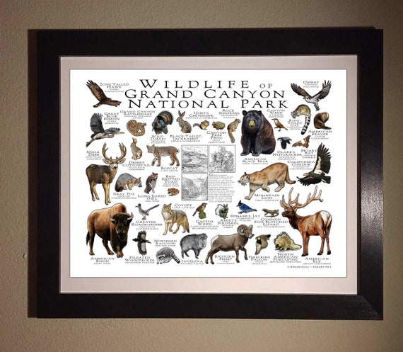 Grand Canyon Animals List