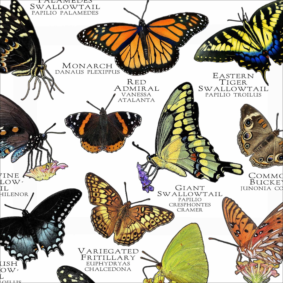 Butterflies of Alabama Poster Print Field Guide - Etsy