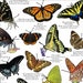 Butterflies of Alabama Poster Print Field Guide - Etsy