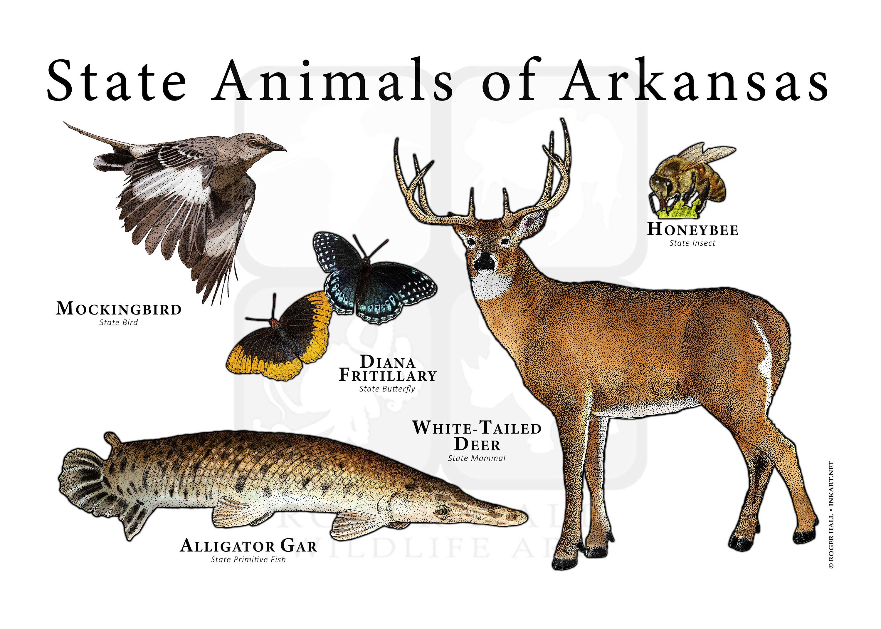 Arkansas State Animals Poster Print - Etsy Canada