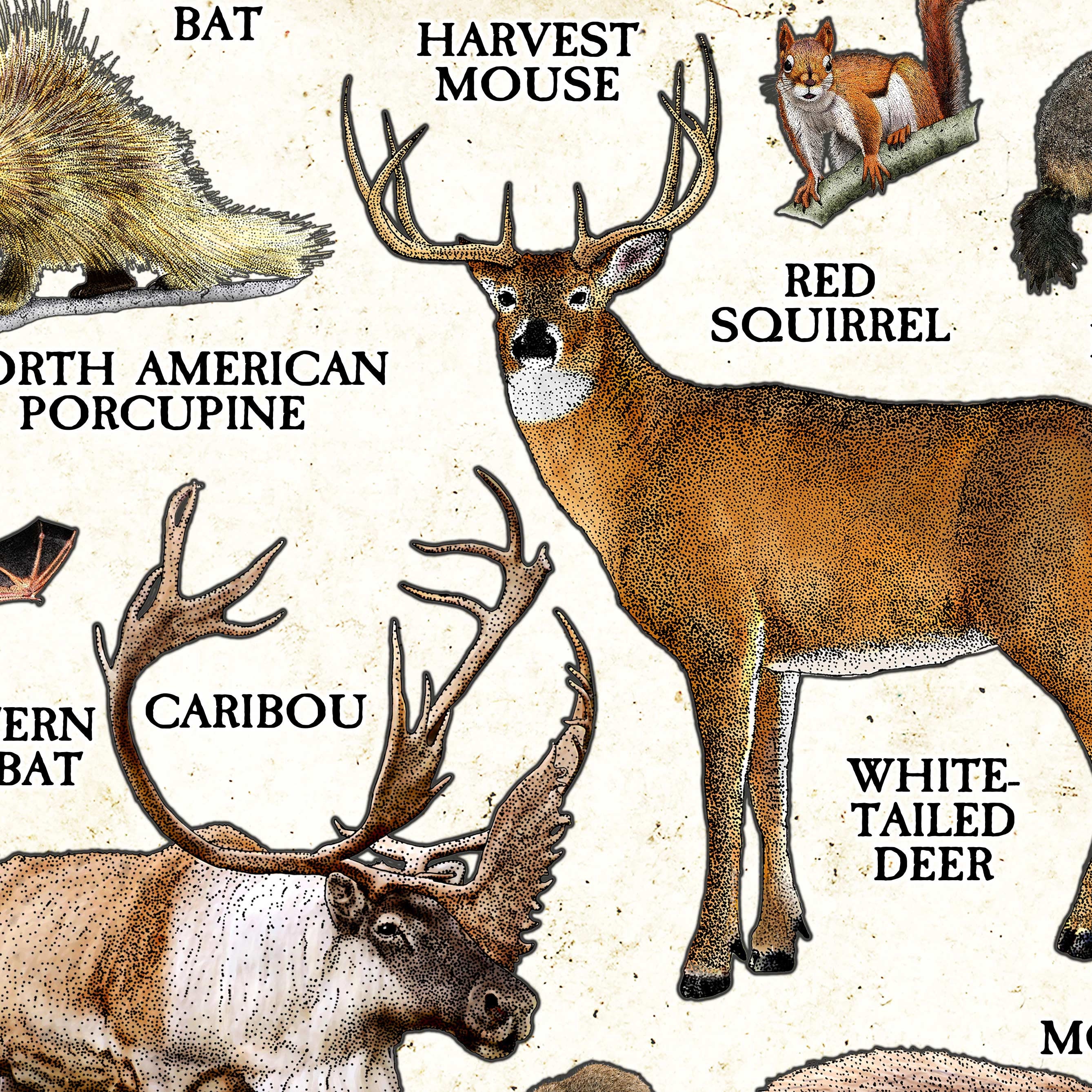 Washington Mammals Art Print: Pacific Northwest Field Guide, Signed - Etsy