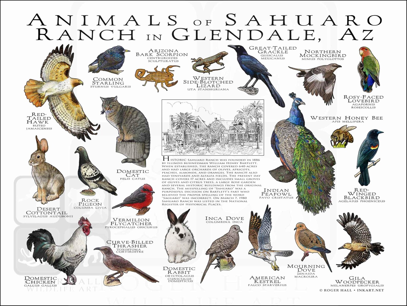Custom Wildlife Poster - USA Region or County - Etsy