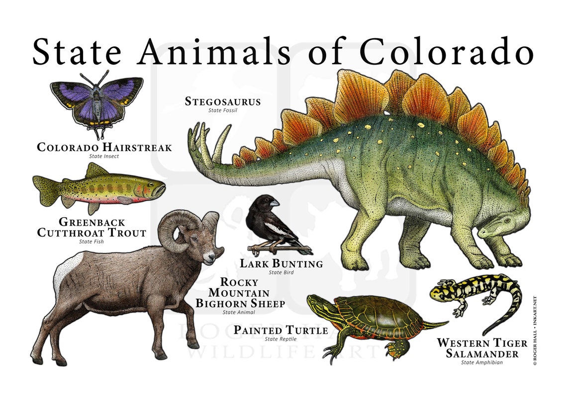 Colorado State Animals Poster Print | Etsy
