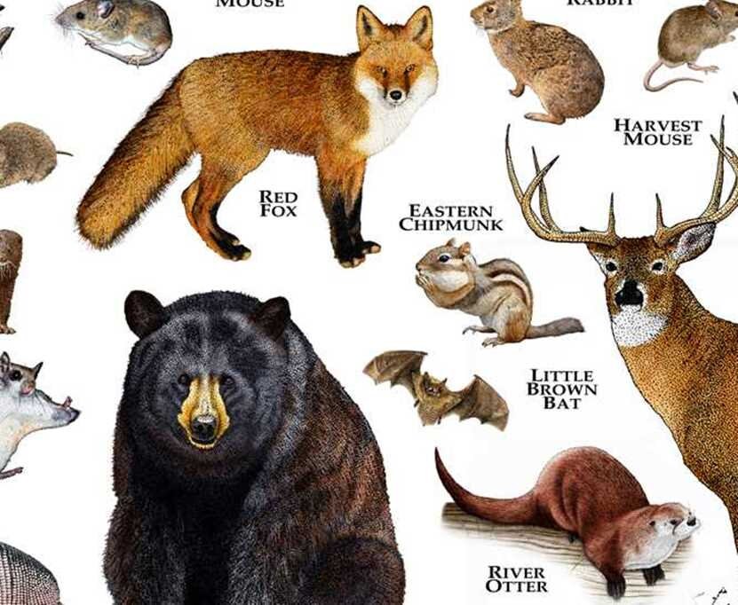 Land Mammals of Alabama Poster Print / Alabama Mammals Field | Etsy