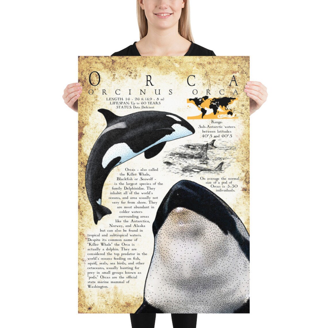 Orca Poster / Infographic | Etsy