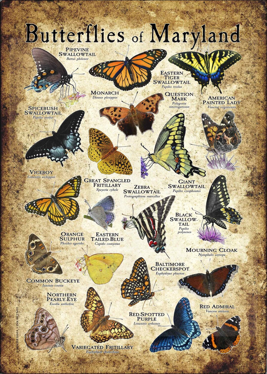 Butterflies of Maryland Poster Print Field Guide - Etsy