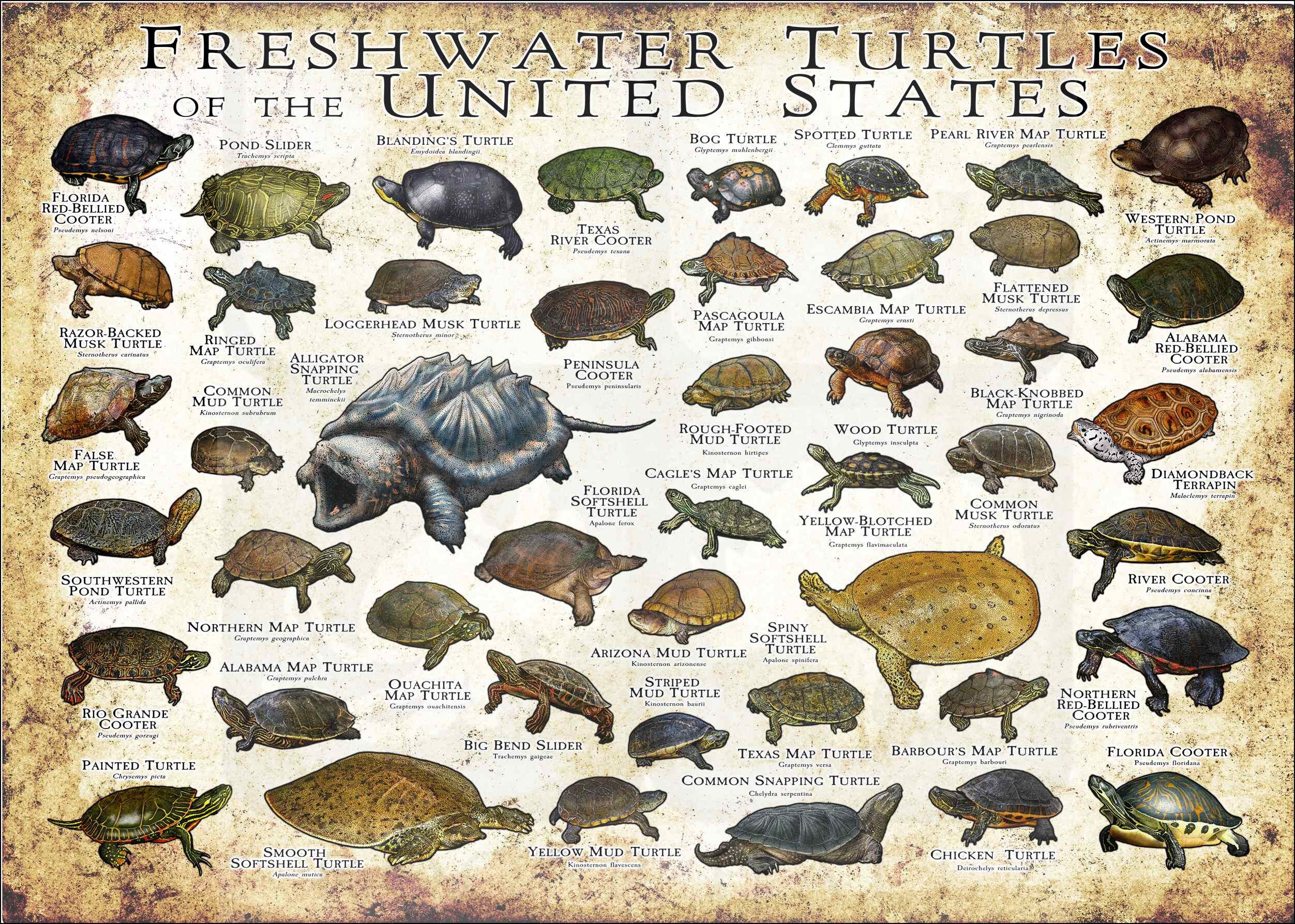 Freshwater Turtles of the United States Art Print / Field - Etsy