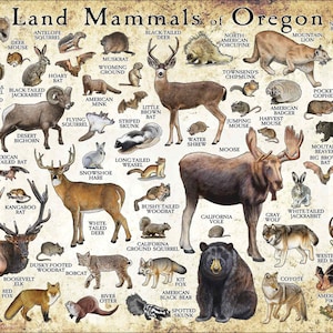 Mammals of Oregon Poster Print / Oregon Mammals Field Guide / Animals ...
