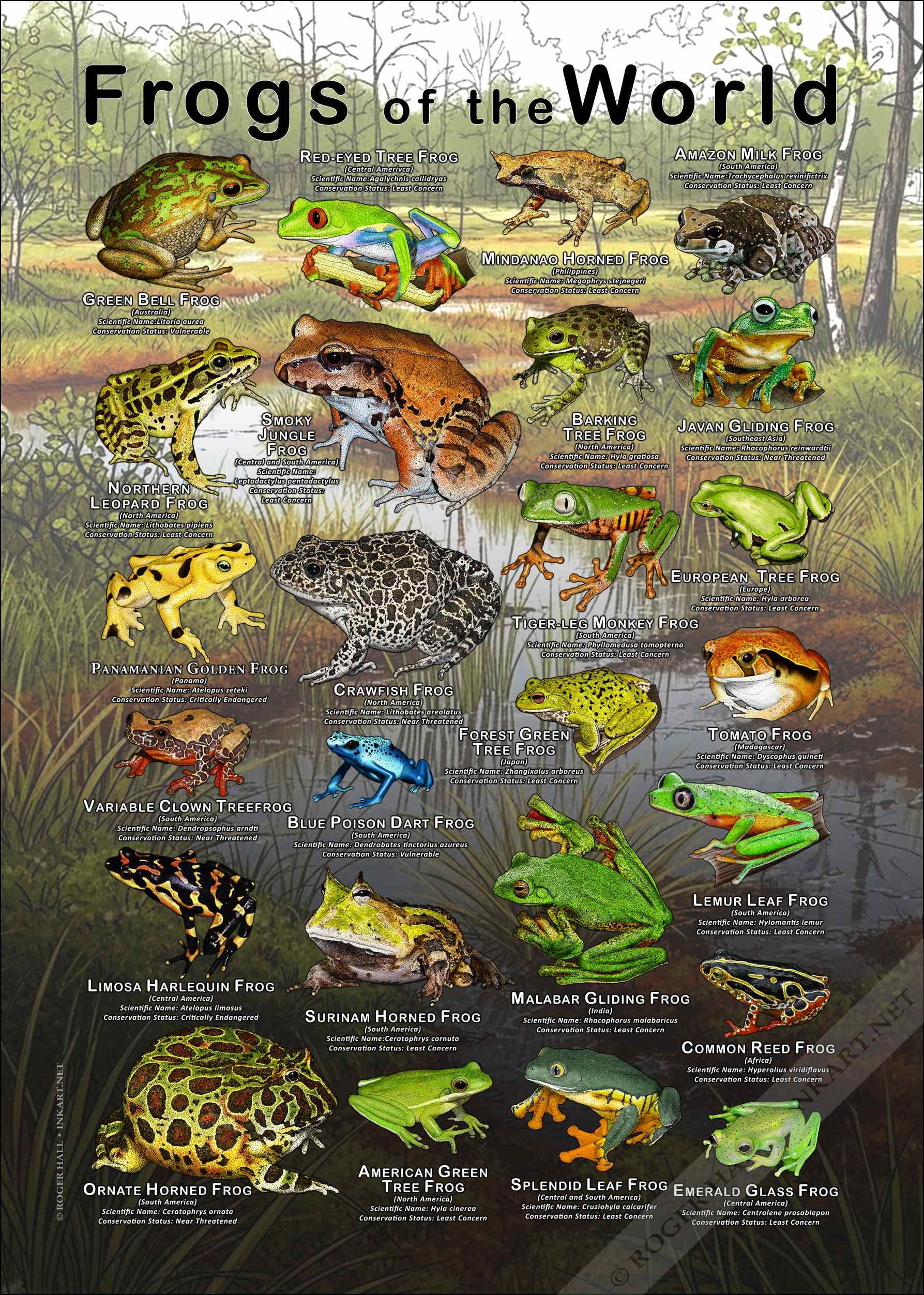 Frogs of the World Poster Print - SIGNED BY ARTIST! - Etsy