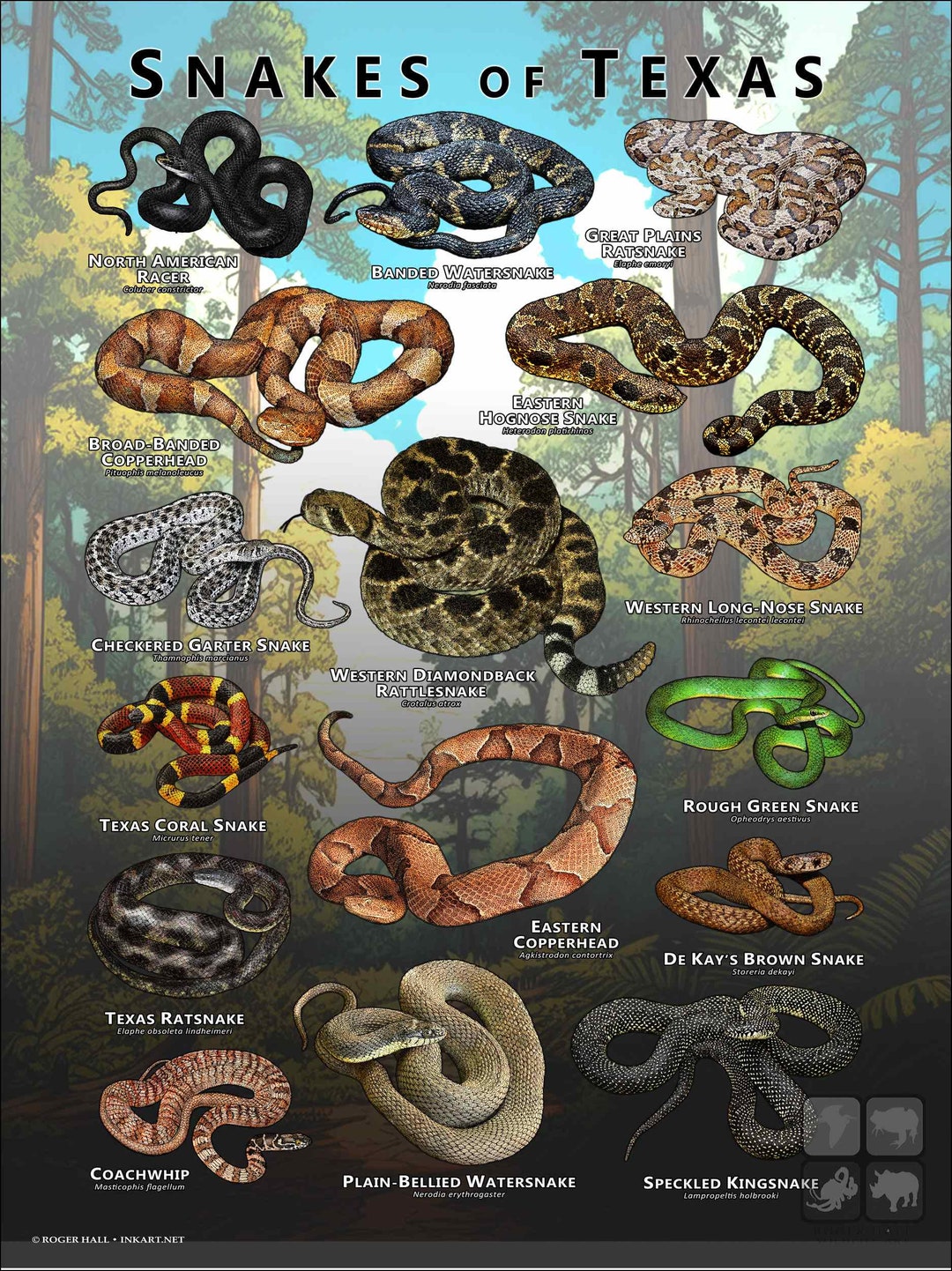 Snakes of Texas Poster Print/field Guide - SIGNED BY ARTIST! - Etsy