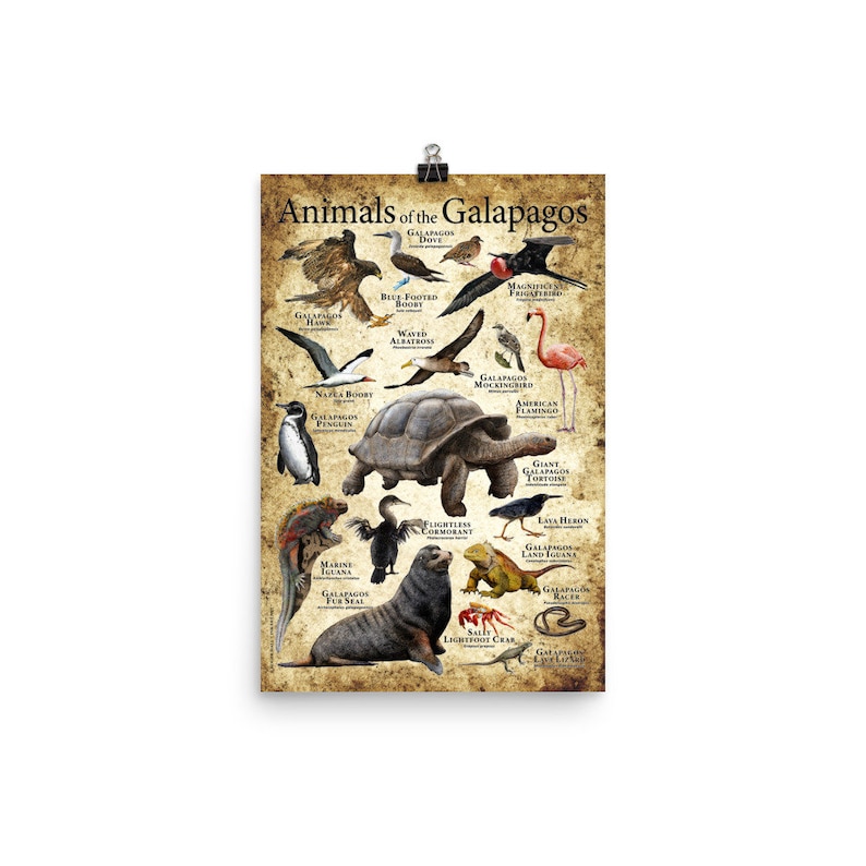 Animals of the Galapagos Islands Poster Print - Etsy