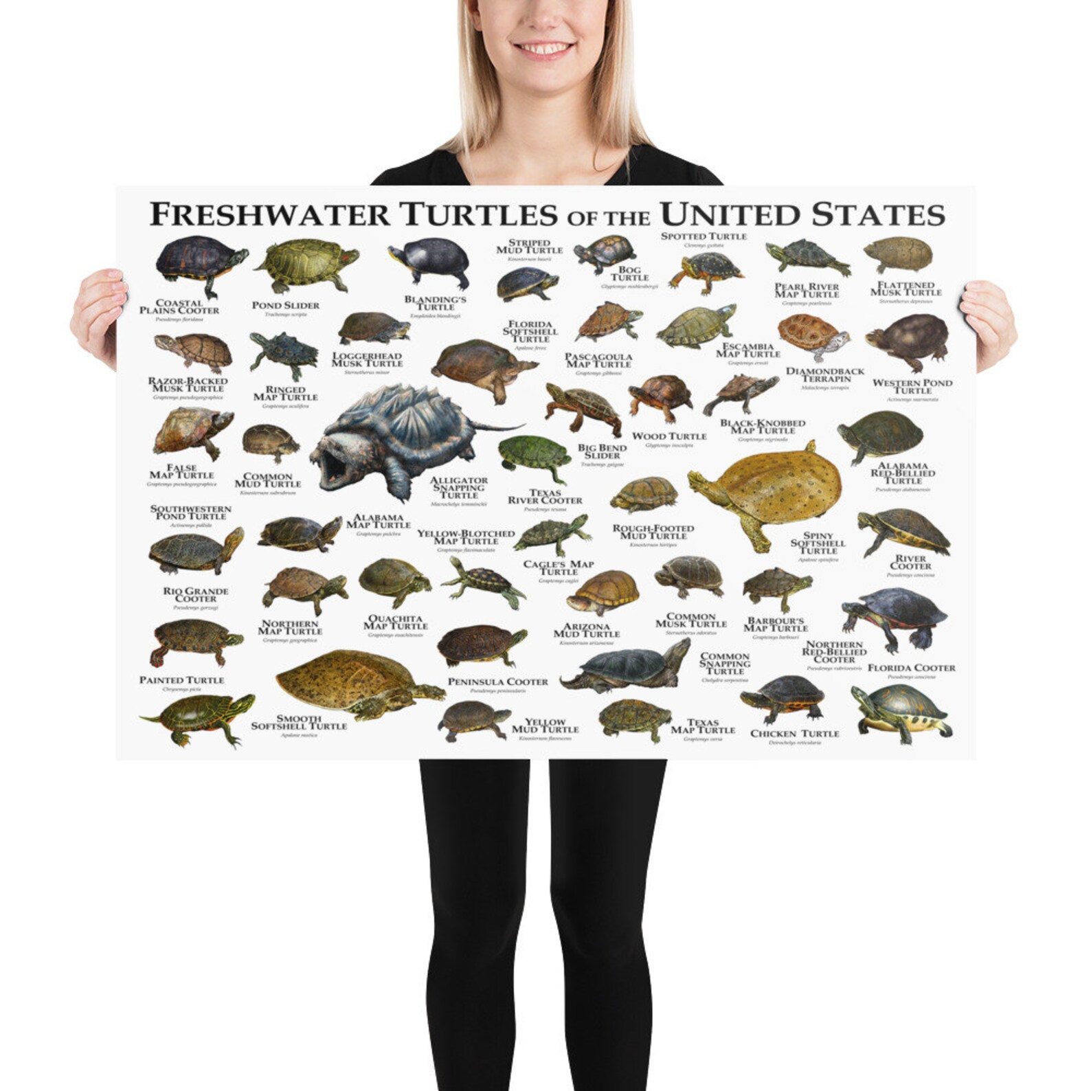 Freshwater Turtles of the United States Art Print / Field - Etsy