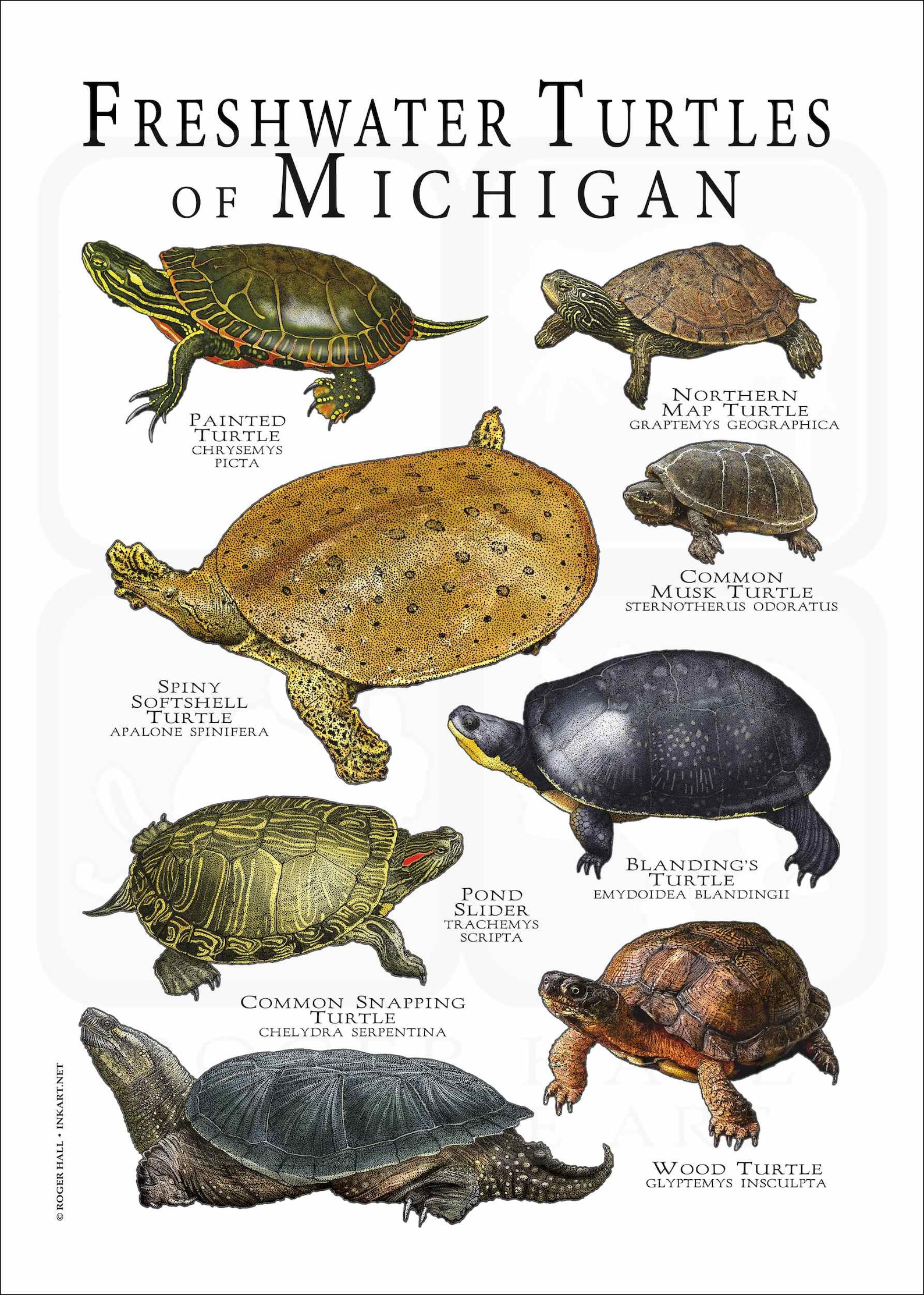 Freshwater Turtles of Michigan Poster Print Field Guide - Etsy