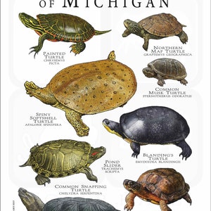 Freshwater Turtles of Michigan Poster Print/field Guide - SIGNED BY ...
