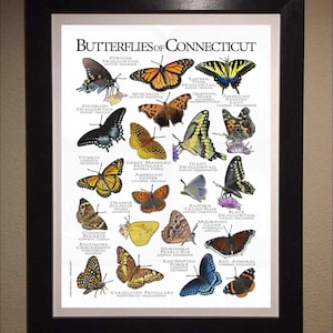 Butterflies of Connecticut Poster Print - Field Guide - Etsy