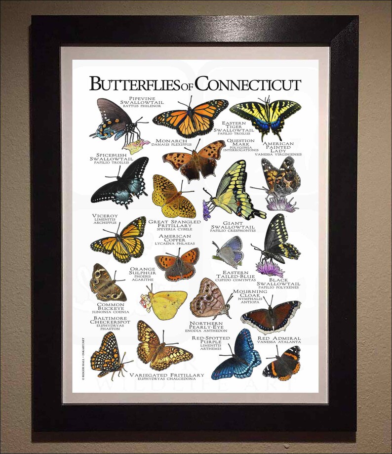 Butterflies of Connecticut Poster Print - Field Guide - Etsy