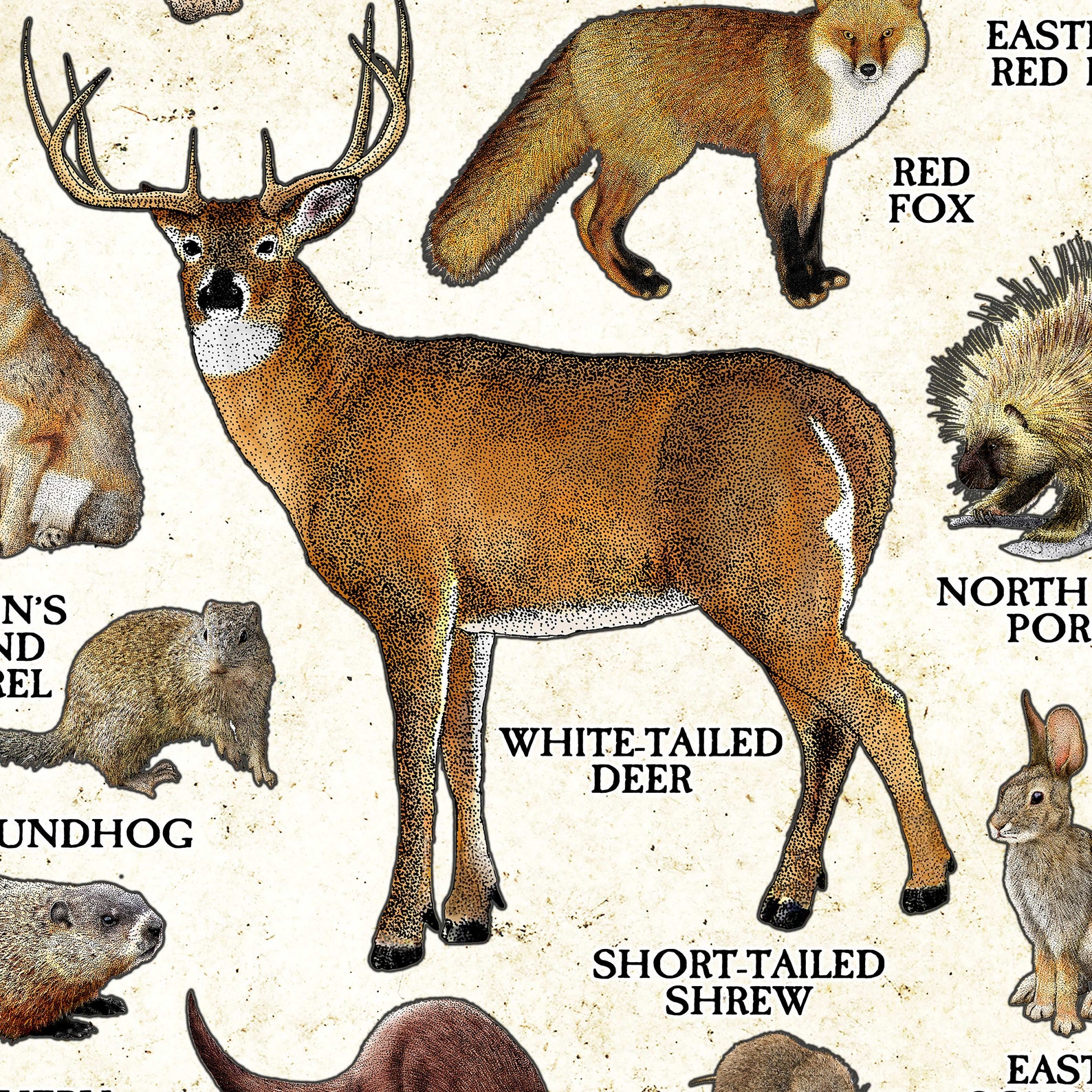 Mammals of Nebraska Poster Print / Nebraska Mammals Field - Etsy